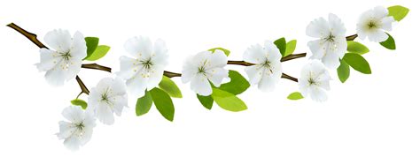 Branch PNG Transparent Images