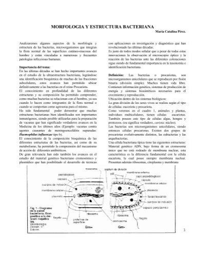 morfología y estructura bacteriana