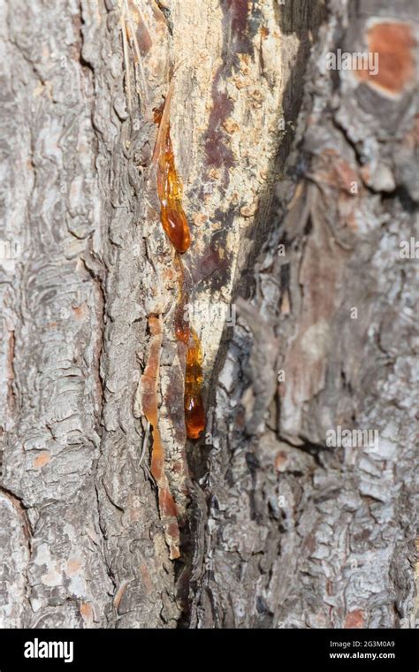 Resin On Tree Trunk Stock Photo Alamy