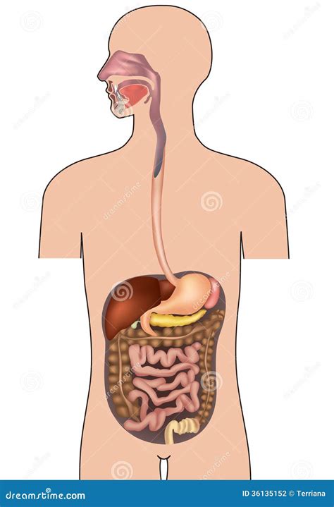 Sistema Digestivo Humano Anatomía Del Cuerpo Humano Stock de