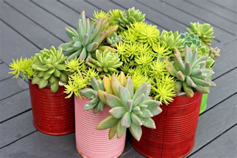 47 Succulent Planting Ideas With Tutorials Succulent Garden Ideas