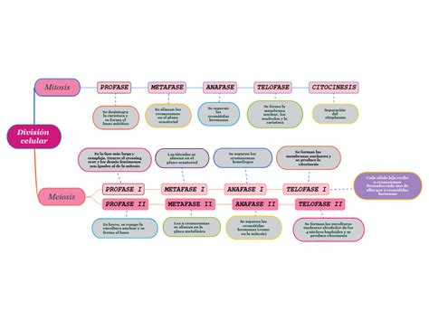 División celular Mind Map