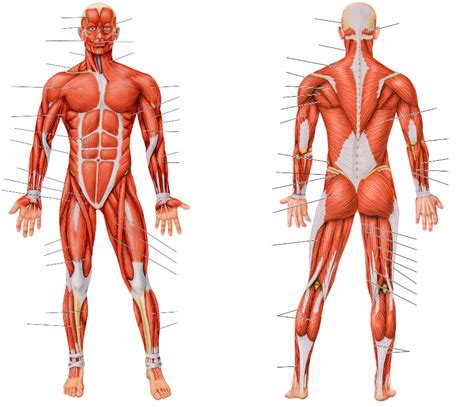Muscles Anterior Diagram Quizlet
