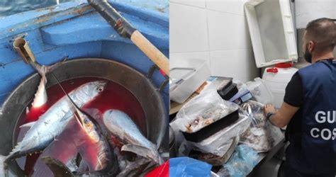 Operazione Spinnaker Sequestrati A Catania 800 Kg Di Pesce Dalla