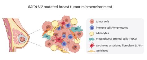 Cancers Free Full Text The Role Of BRCA1 2 Mutated Tumor