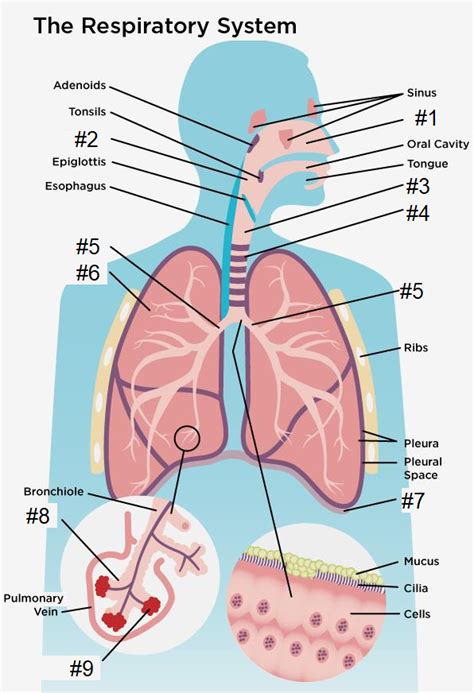 Label Respiratory System Diagram Quizlet
