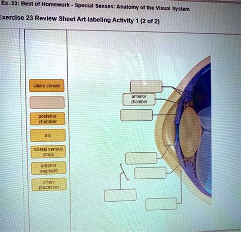 Ex23best Of Homework Special Sensesanatomy Of The Visual System Xercise