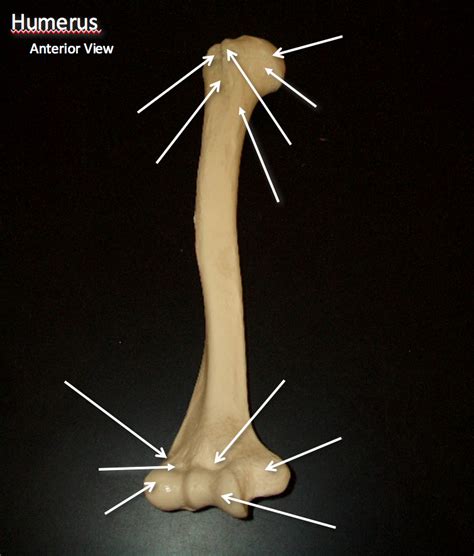 Anterior View Of Humerus Diagram Quizlet