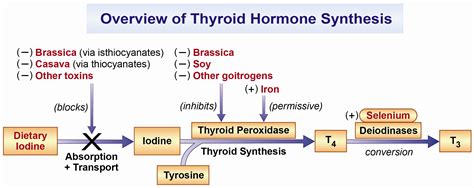 thyroid hormone chart