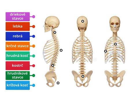 Osov Kostra Ozna En Diagram
