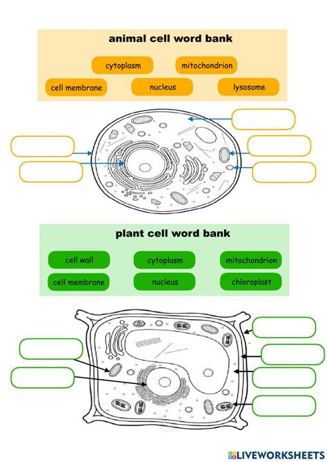 Interactive Parts Of A Plant Cell Answer Key For Teachers
