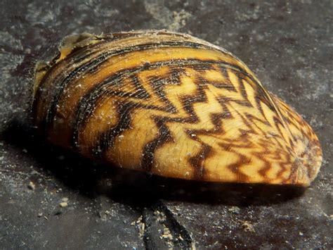 Cozza Zebrata Caratteristiche Di Una Specie Invasiva