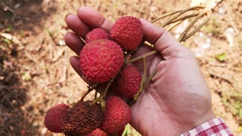 What Is Lychee Fruit What Does It Taste Like Ultimate