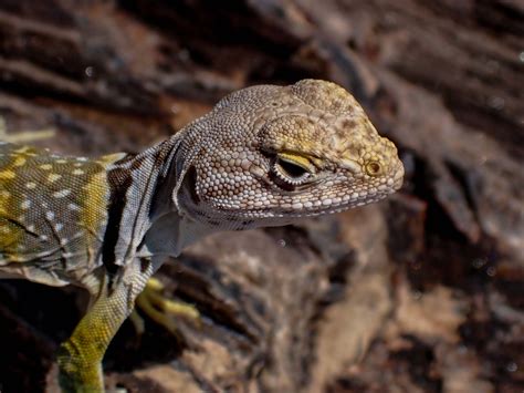 Eastern Collared Lizard Crotaphytus Collaris Close Up C Flickr
