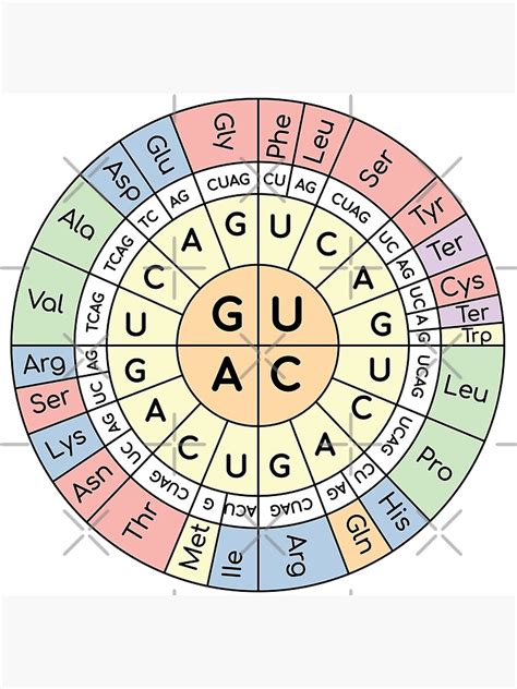 Codon Chart Genetic Code Premium Matte Vertical Poster Sold By
