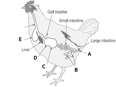 Bird Digestion Diagram Quizlet