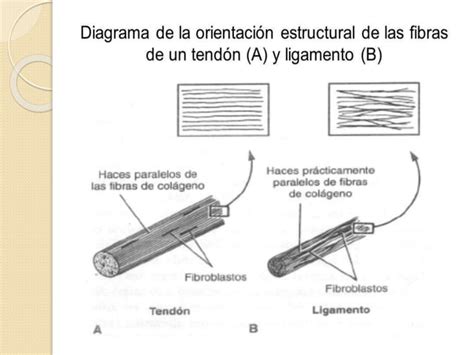 Biomecanica De Los Tendones Y Ligamentos Ppt