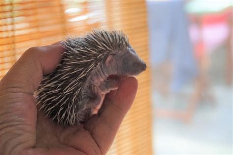 Es Geht Los Mit Den Verwaisten Babys Kleinen Igel Gefunden Was Tun