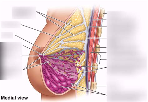 Breast Anatomy Diagram Quizlet