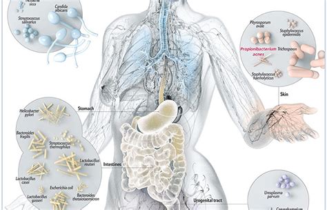 Chapitre 1 Microbiote humain et santé Pearltrees