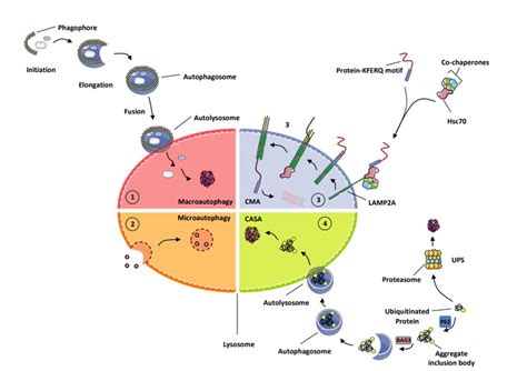 Schematic Representation Of The Main Processes Of Protein Degradation