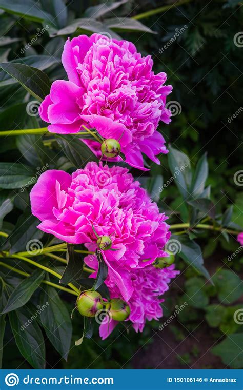 Luxurious Flowers Of Pink Peony In The Midst Of Green Leaves Stock