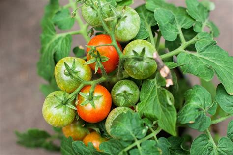 Tomate Bajaja Lycopersicon Esculentum Mill Graines Garden Seeds