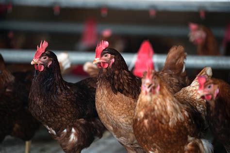 Grippe aviaire Gouvernement du Québec
