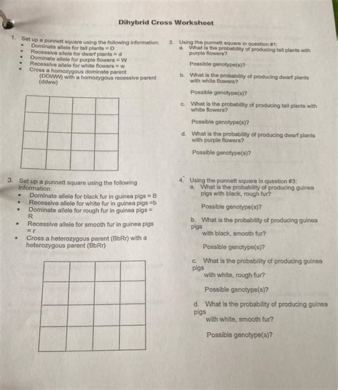 Dihybrid Punnett Square Worksheet