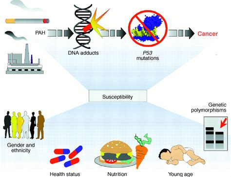 Environment And Cancer Who Are Susceptible Science