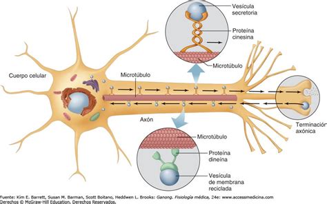 Ammu Neuroscience BiologyWinner DivulciCup21 On Twitter Nodos De