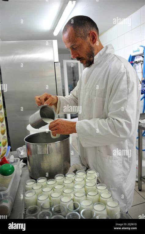 Goat Breeding And Production Of Organic Product From Goat Milk Stock