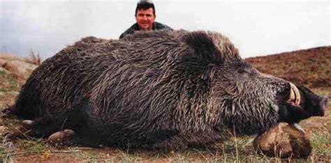 les plus gros sangliers chassés du monde Blog de chasseur