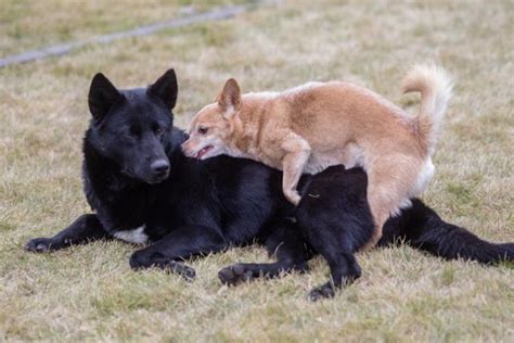 Por qué los perros se quedan pegados después de aparearse Octavio Dice