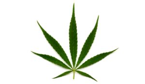 インディカサティバという分類は必要大麻の品種と特徴違いを徹底解説 KUSH JP