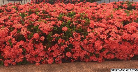 Viveiro Ciprest Plantas Nativas E Ex Ticas Ixora Mini Vermelha