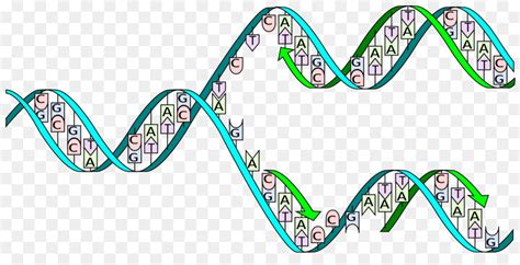 Molecular Genetics Diagram Quizlet