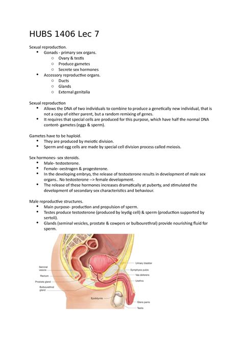 hubs 1406 lec 7 notes hubs 1406 lec 7 sexual reproduction gonads primary sex organs o