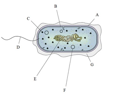 Unit Prokaryotic Cells Flashcards Quizlet