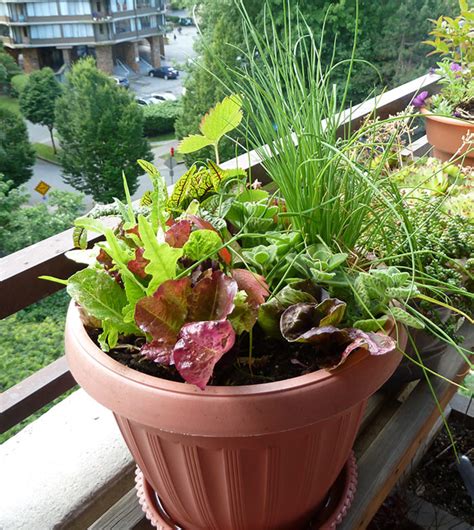 20 Planting Lettuce In Pots JayneAutumn