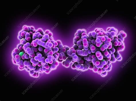 Calcium Binding Protein Molecule Stock Image C025 2259 Science