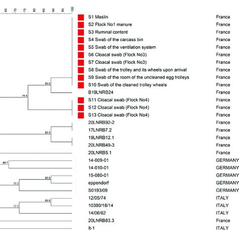 multilocus variable number tandem repeat analysis mlva dendrogram download scientific