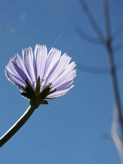 Free Images Nature Branch Blossom Sky Sunlight Leaf Purple