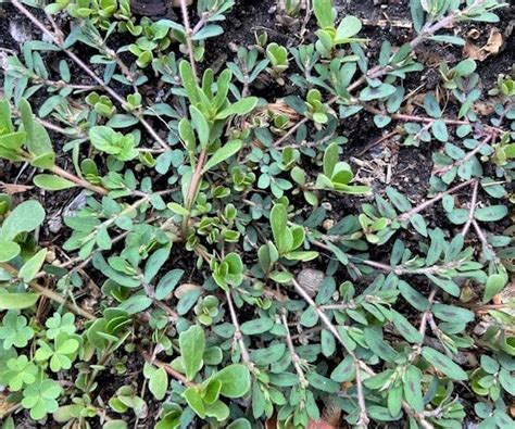 Spurge Vs Purslane Purslane Look Alikes To Know Avoid