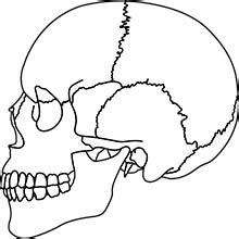 Free Black And White Anatomy Outline Clipart Clip Art Pictures