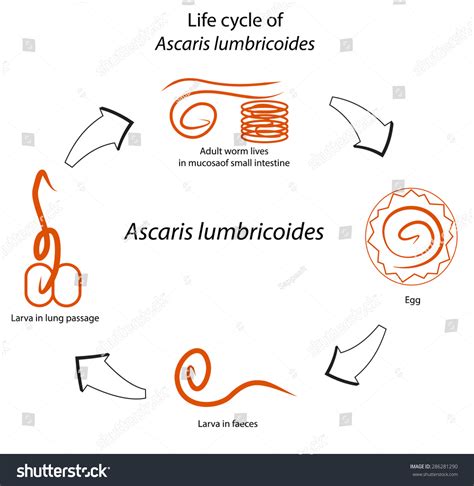 Ascaris Lumbricoides Parasitic Microscope Vector C S N Mi N Ph B N