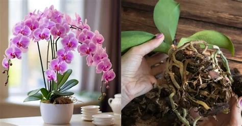 Como Plantar Orquídeas no Vaso de Forma Simples Vida na Roça