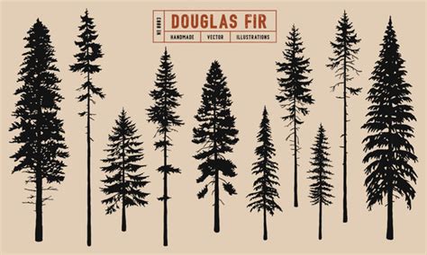 Douglas Fir Tree Over 331 Royalty Free Licensable Stock Clip Art