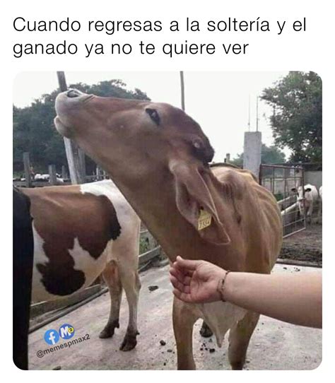 Cuando Regresas A La Solter A Y El Ganado Ya No Te Quiere Ver