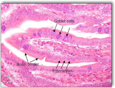 Small Intestine Histology Slides Photo Album Neon Signs
